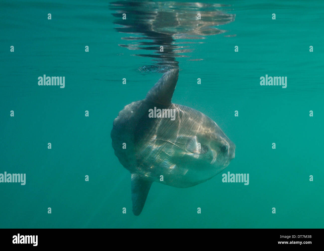 Cornwall sunfish hi-res stock photography and images - Alamy