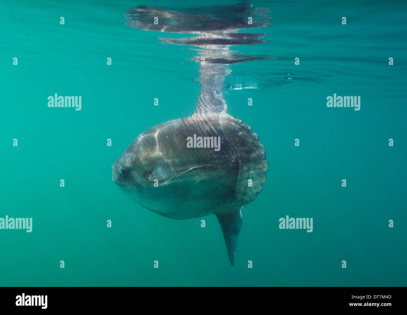 Sunfish uk hi-res stock photography and images - Alamy