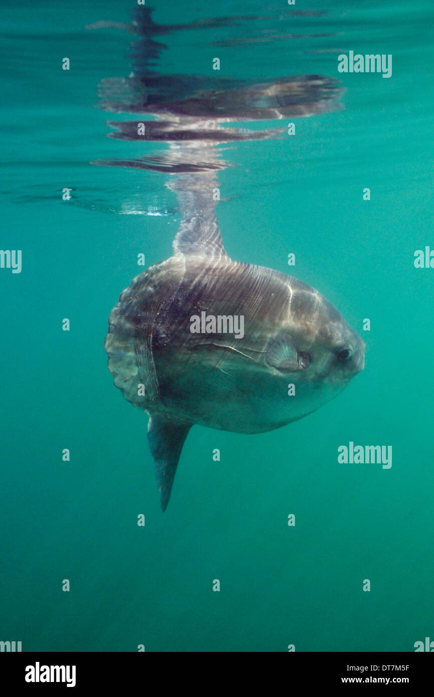 Sunfish uk hi-res stock photography and images - Alamy