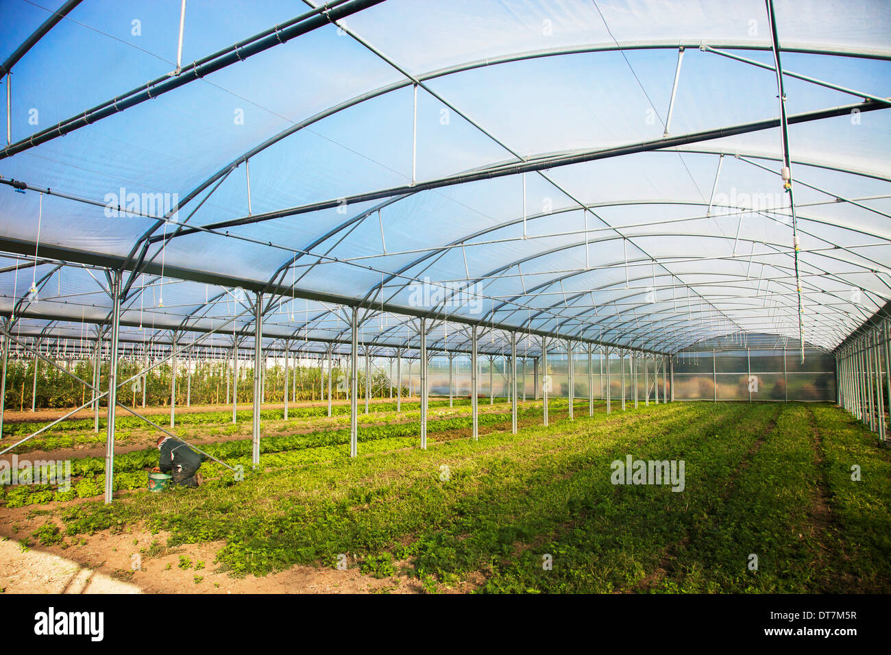 Human cultivation hi-res stock photography and images - Alamy