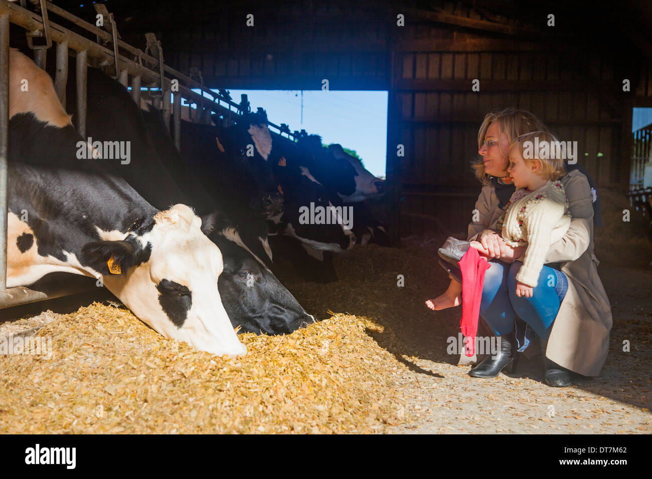 Mother daughter cows hi-res stock photography and images - Alamy