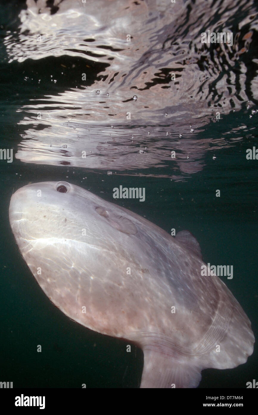Sunfish uk mola mola hi-res stock photography and images - Alamy
