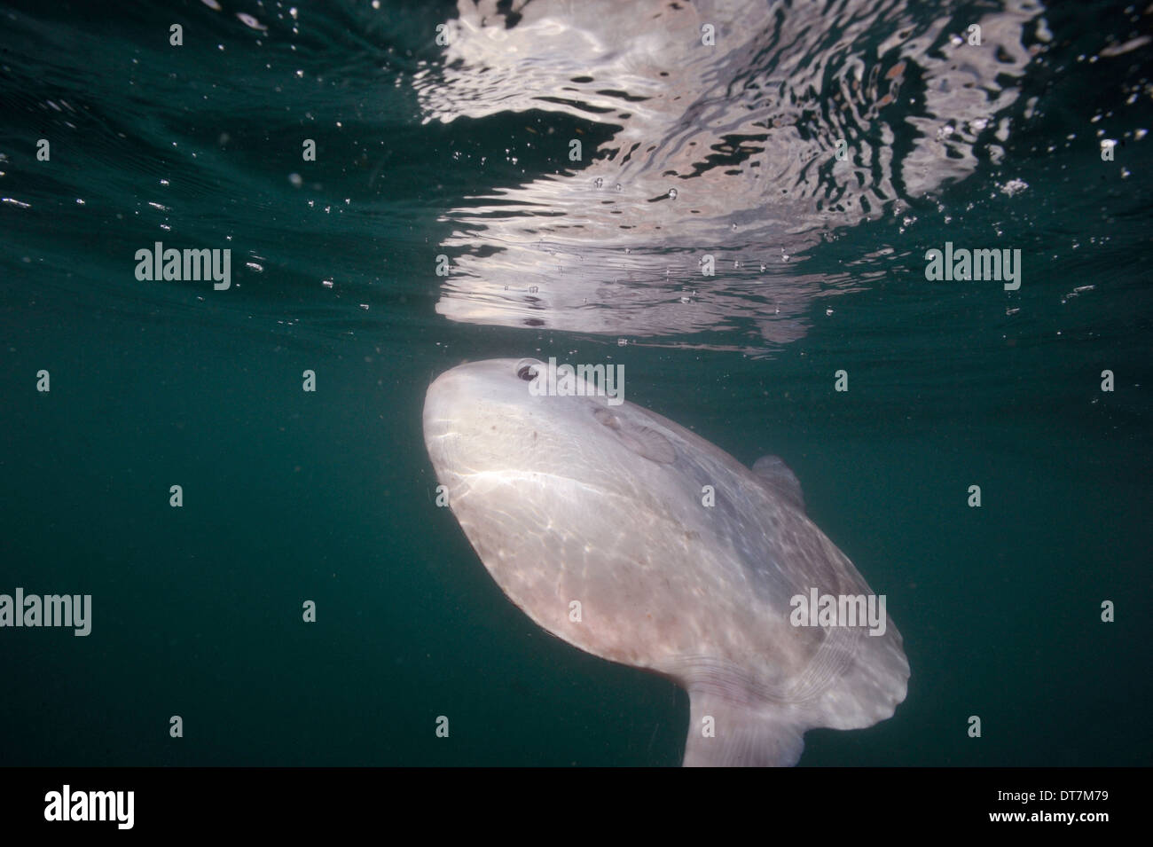 Sunfish uk hi-res stock photography and images - Alamy
