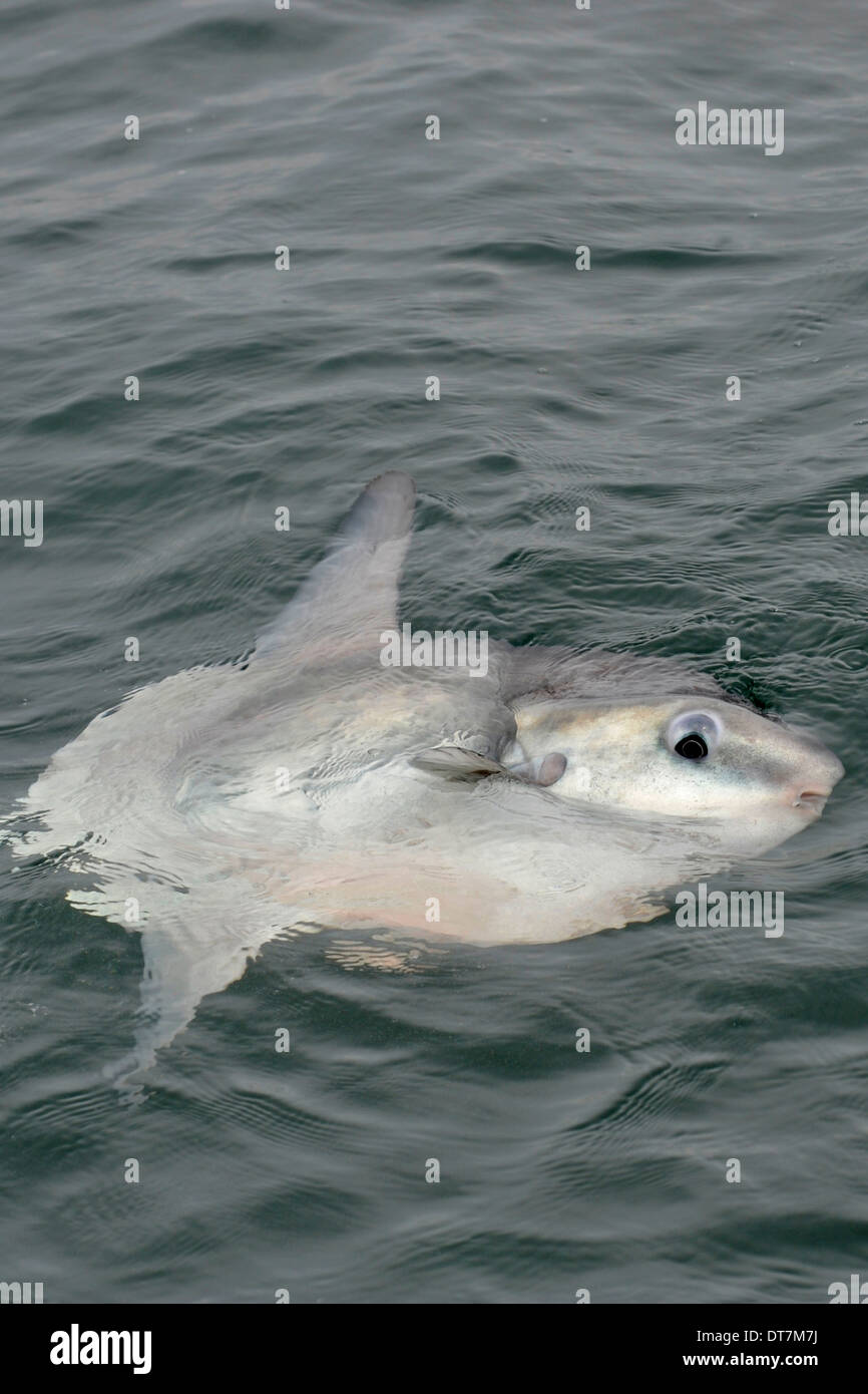 Sunfish hi-res stock photography and images - Alamy