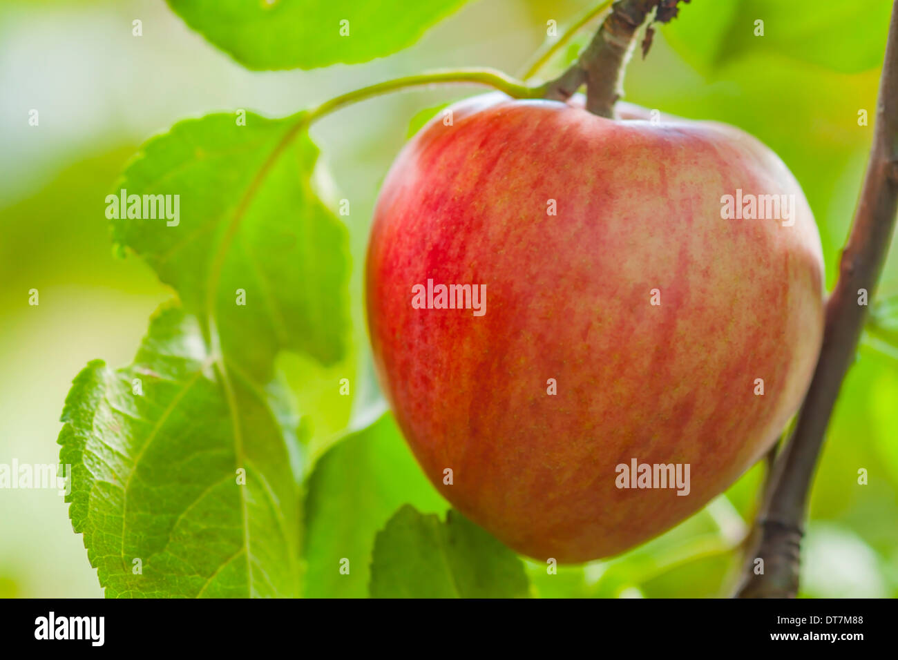 Photo of ripe apple on a tree branch Stock Photo - Alamy