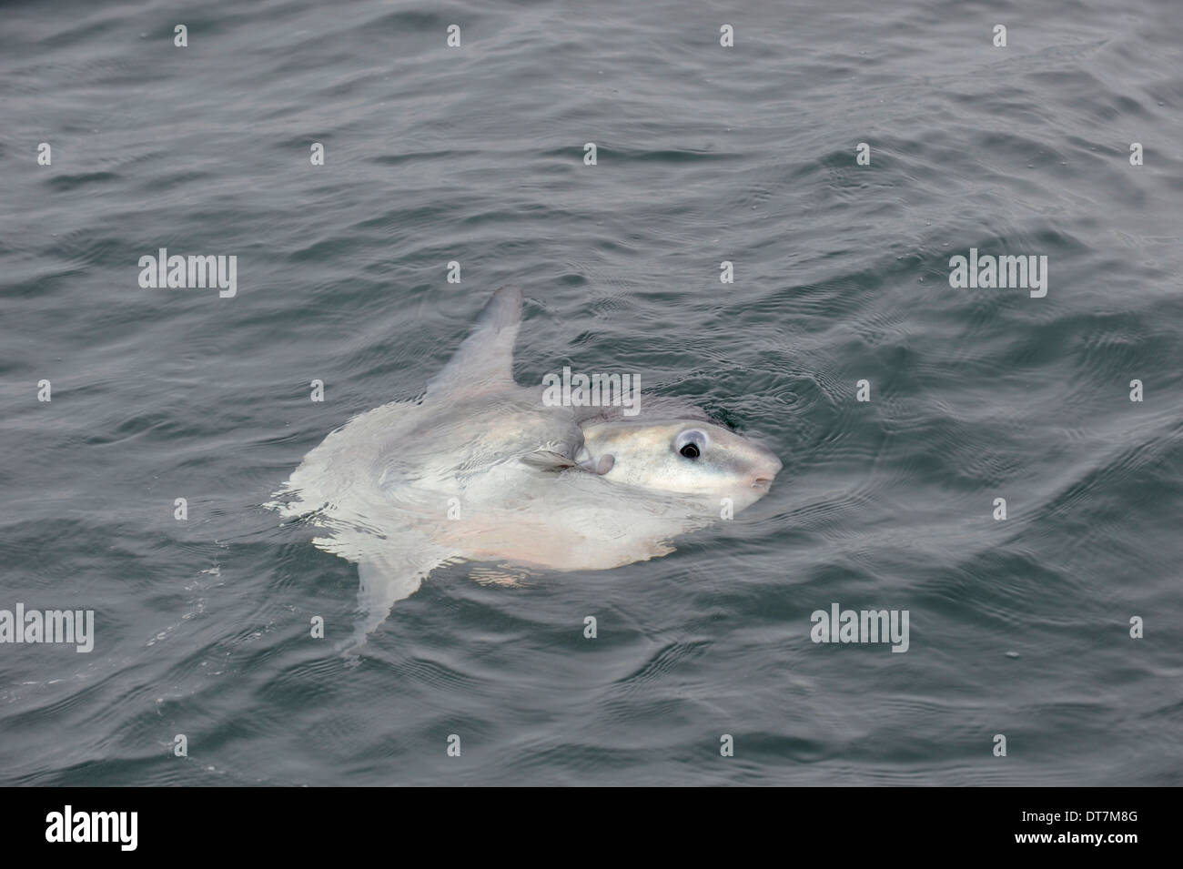 Sunfish uk hi-res stock photography and images - Alamy