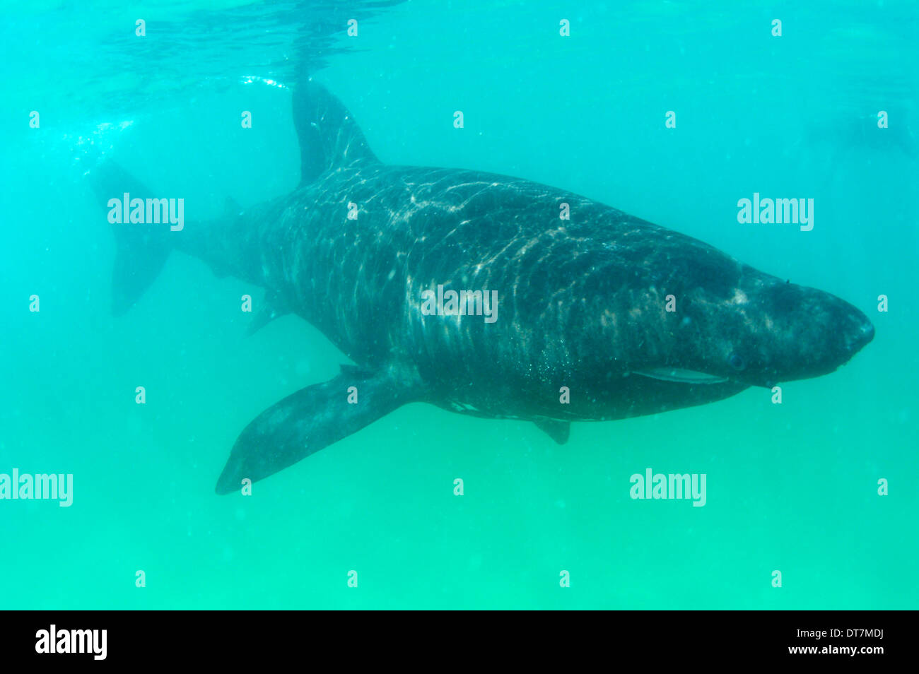 Basking Shark Gill Rakers High Resolution Stock Photography and Images ...