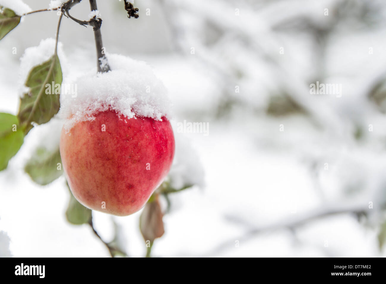 Frost covered apple tree hi-res stock photography and images - Alamy