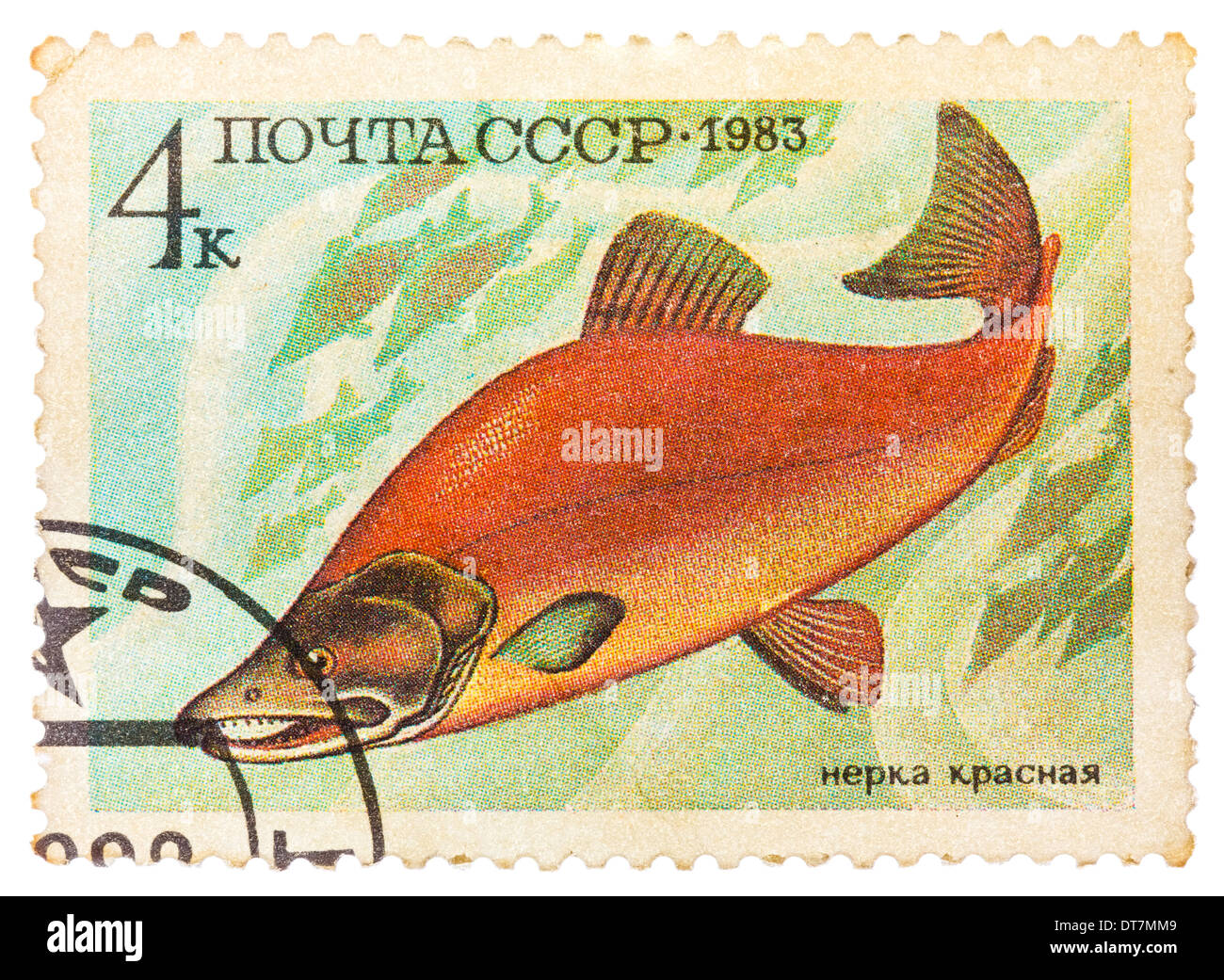 Stamp printed in USSR (CCCP, soviet union) shows oncorhynchus nerka ...