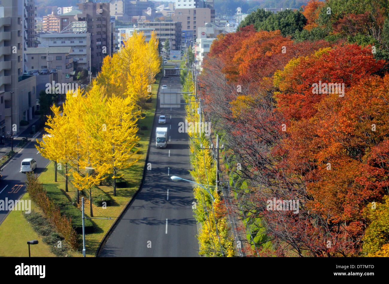 Avenue of trees in Autumn color at Tama Center Stock Photo - Alamy