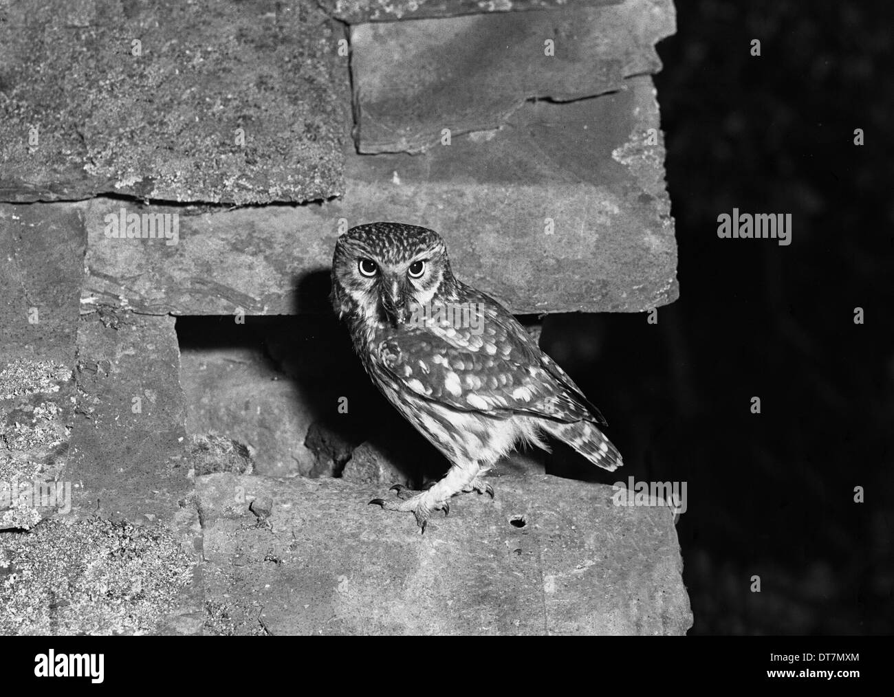 Little Owl - Doldowlod Wales. Taken by Eric Hosking 1938 Stock Photo ...