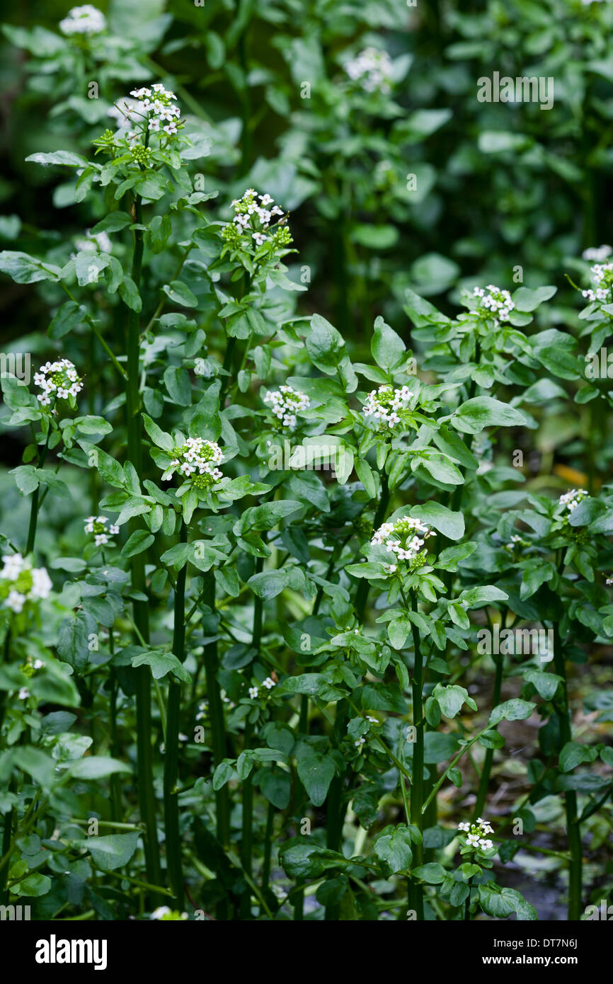 Watercress flower hi-res stock photography and images - Alamy