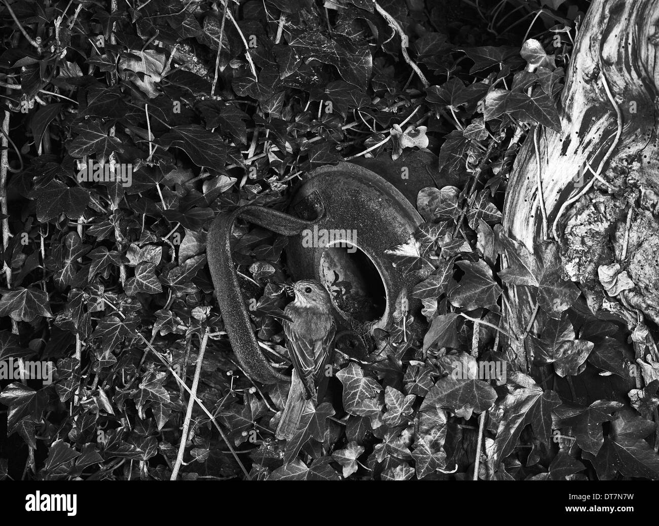 Flycatchers Black and White Stock Photos & Images - Alamy