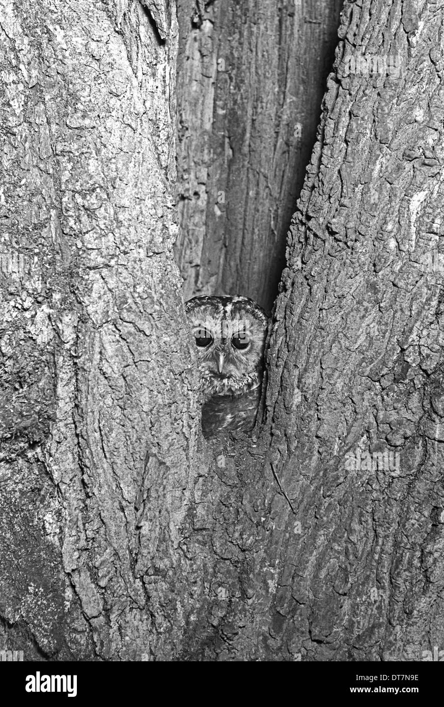 Tawny Owl at nest hole, Doldowlod 1937 Stock Photo - Alamy