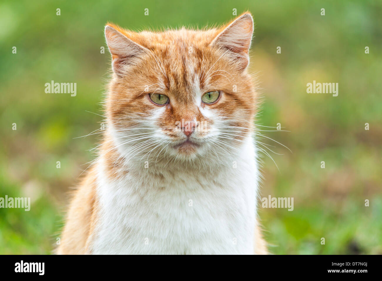 Photo of a sad red cat Stock Photo - Alamy