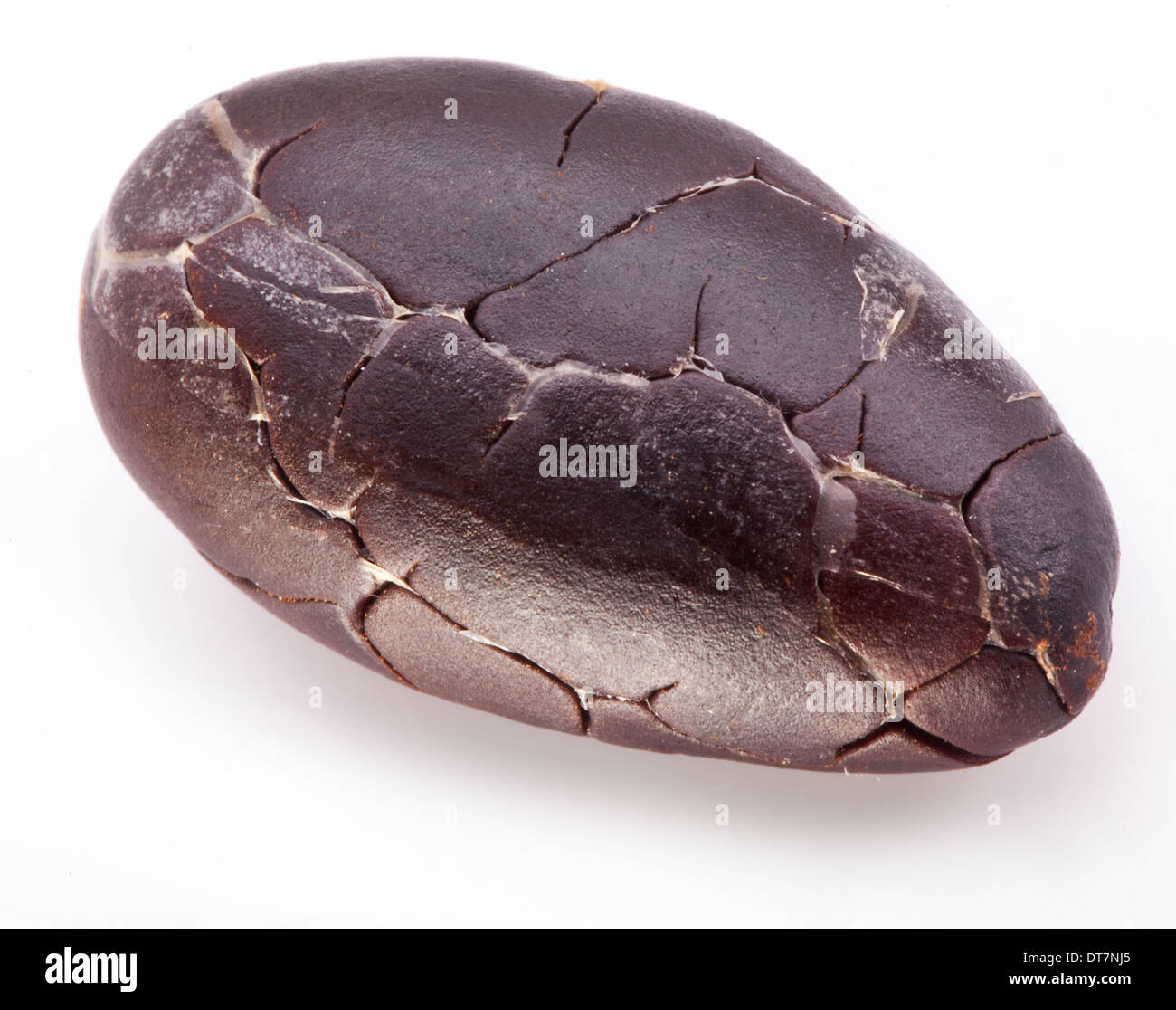 One natural cocoa bean Cut Out Stock Images & Pictures - Alamy