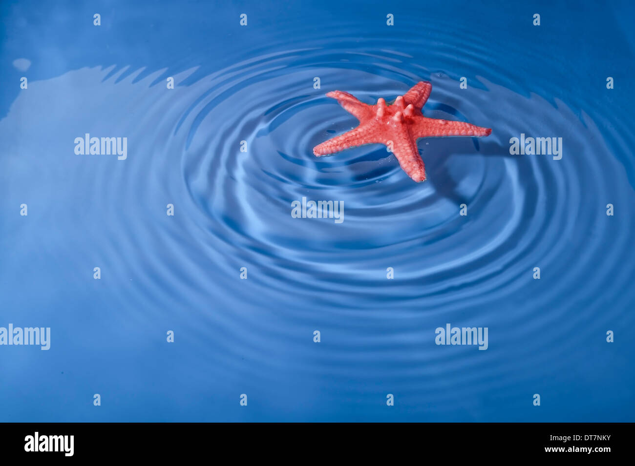 Starfish photo hi-res stock photography and images - Alamy