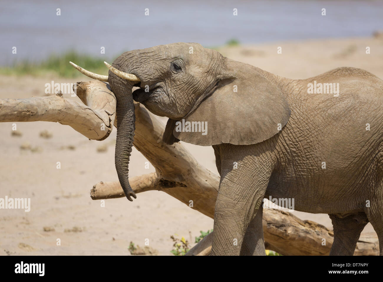 Elephant pushing tree hi-res stock photography and images - Alamy