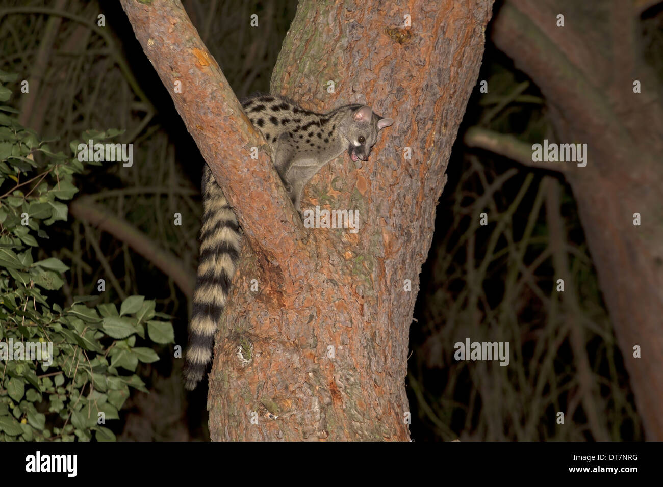 Small-spotted Genet (Genetta genetta) adult, calling, standing on ...