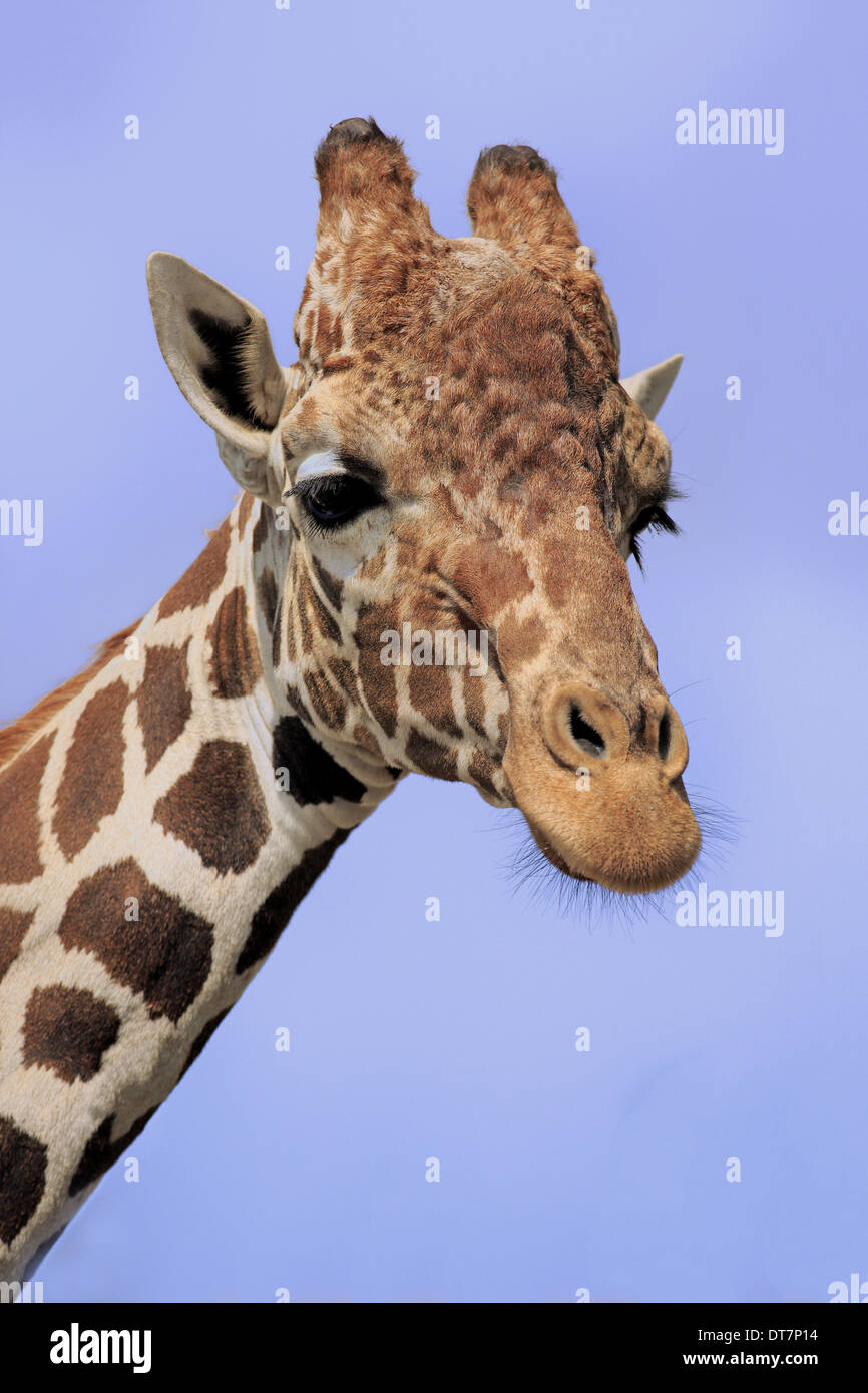 Reticulated Giraffe (Giraffa camelopardalis reticulata) adult, close-up ...