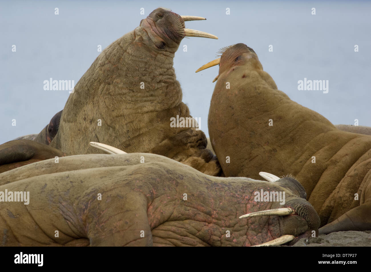 Garrulous group of walrus (Odobenus rosmarus) fighting at a haulout on ...