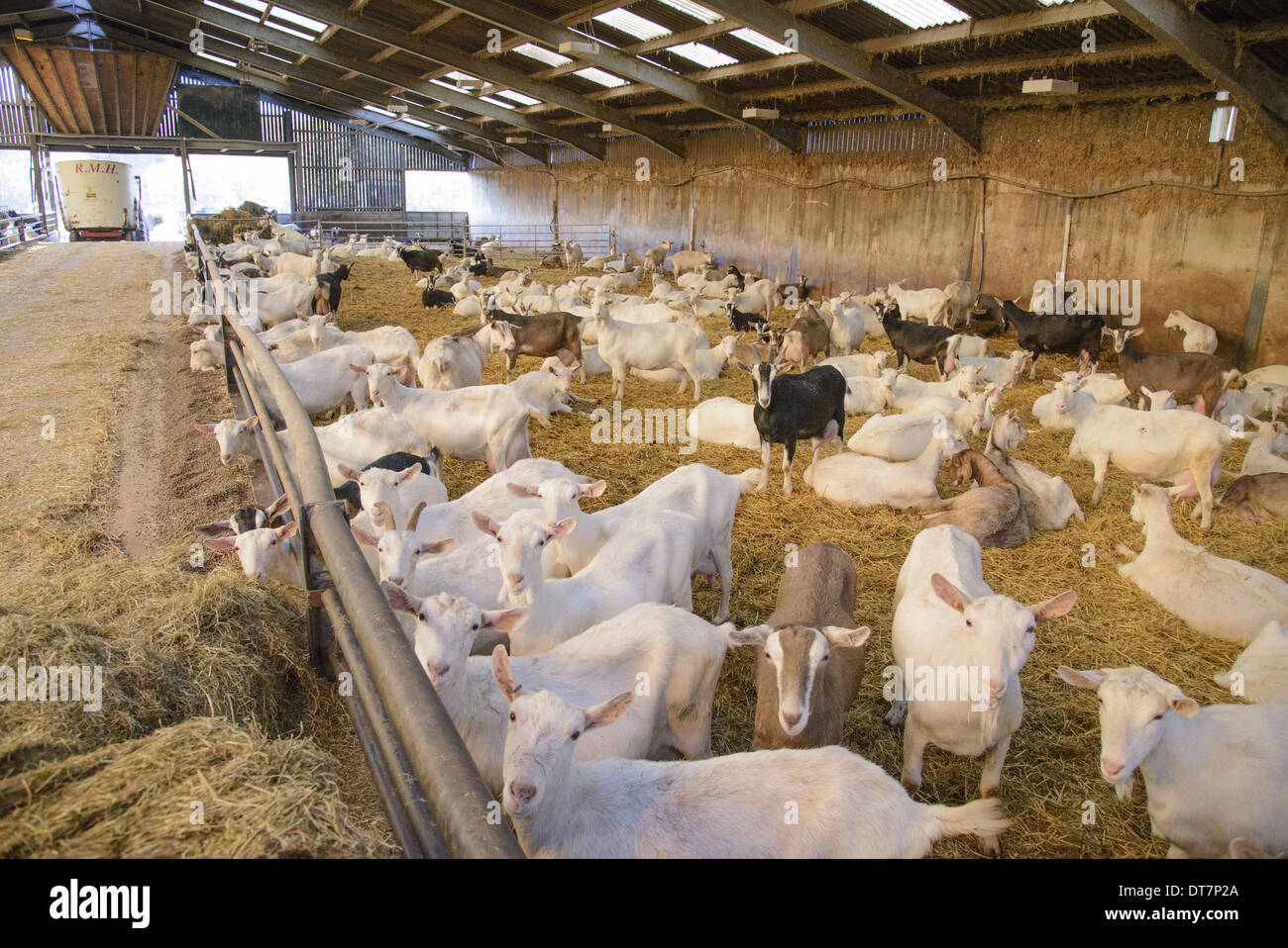 British indoors indoor breed breeds hi-res stock photography and images ...