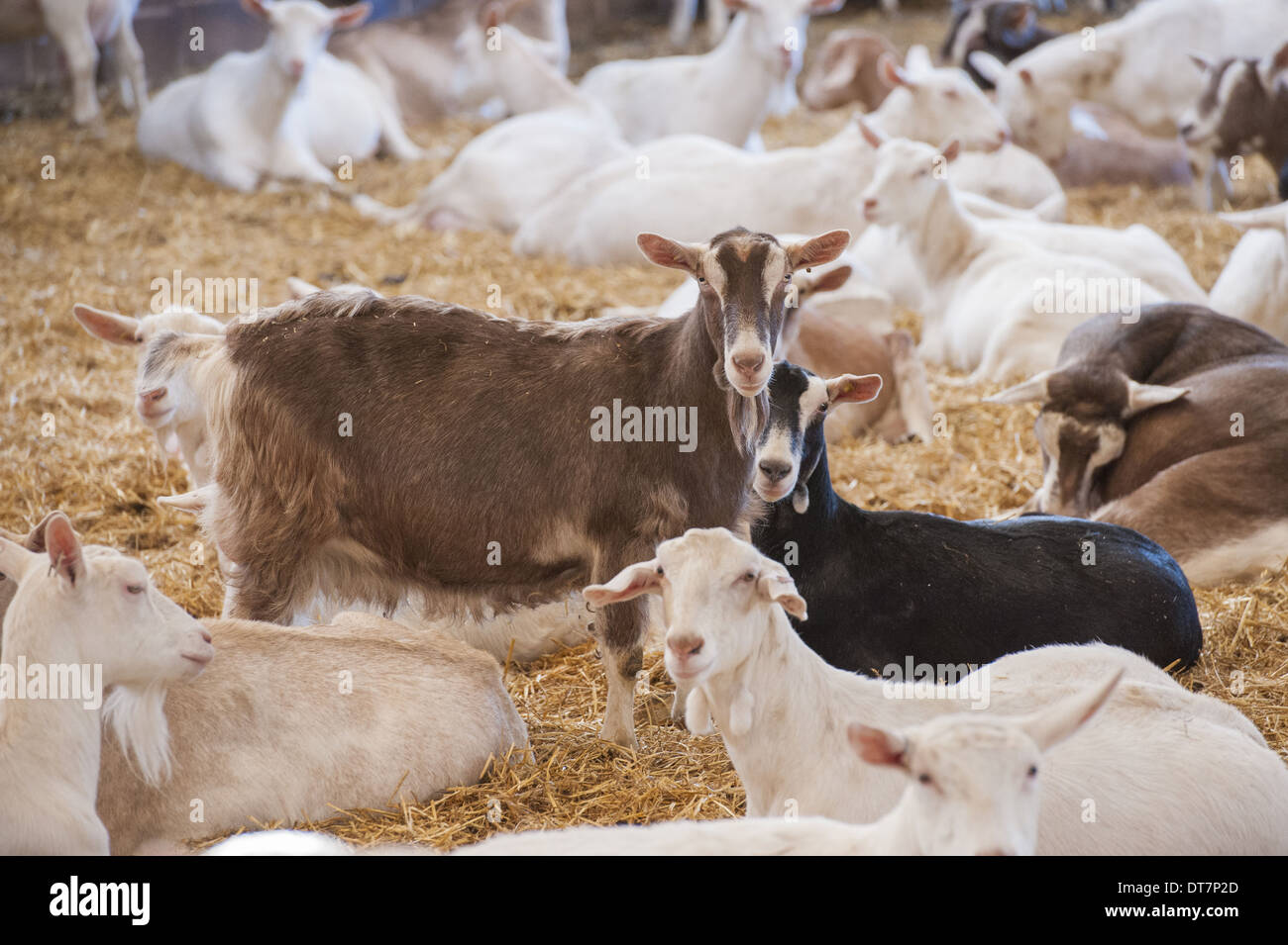 Domestic Goat, Saanen, Toggenburg and British Alpine nanny goats, dairy ...
