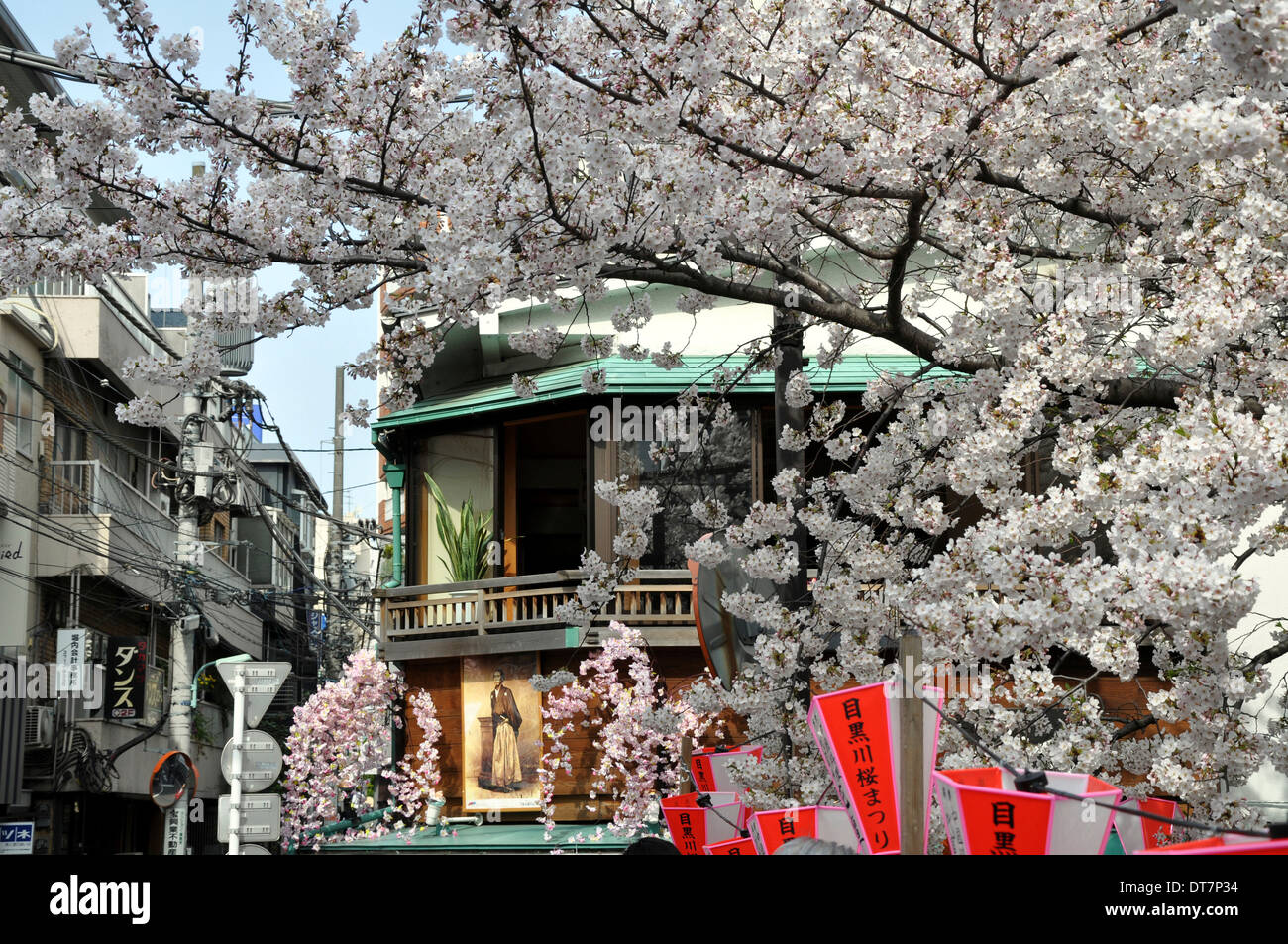 Tokyo cherry tree hi-res stock photography and images - Alamy