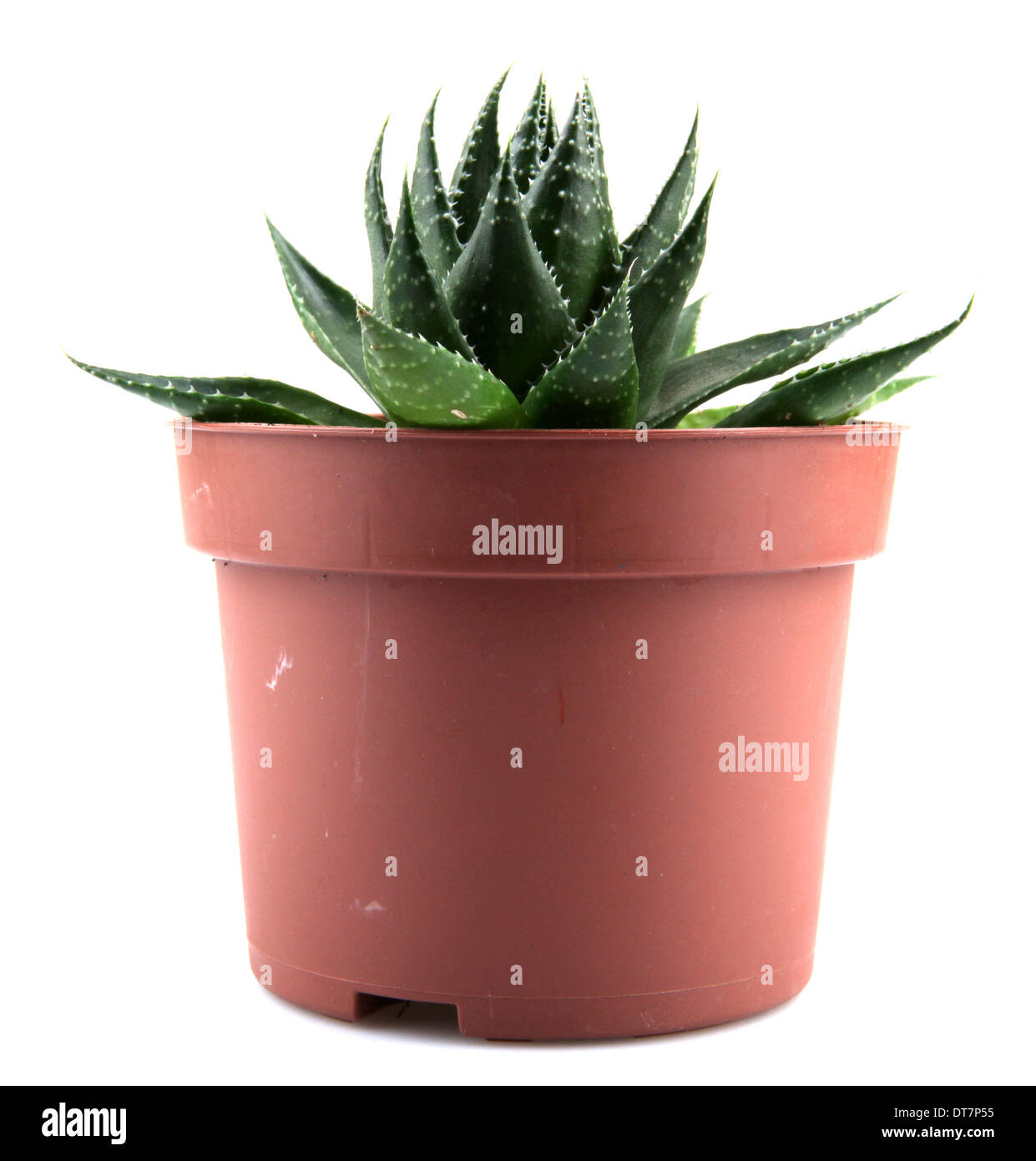 Aloe vera isolated flower hi-res stock photography and images - Alamy