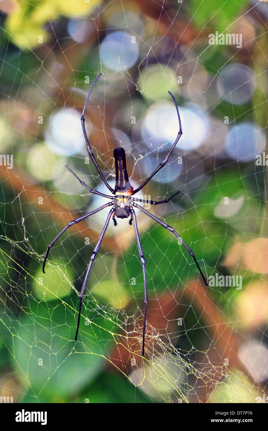 Spiders leg hi-res stock photography and images - Alamy