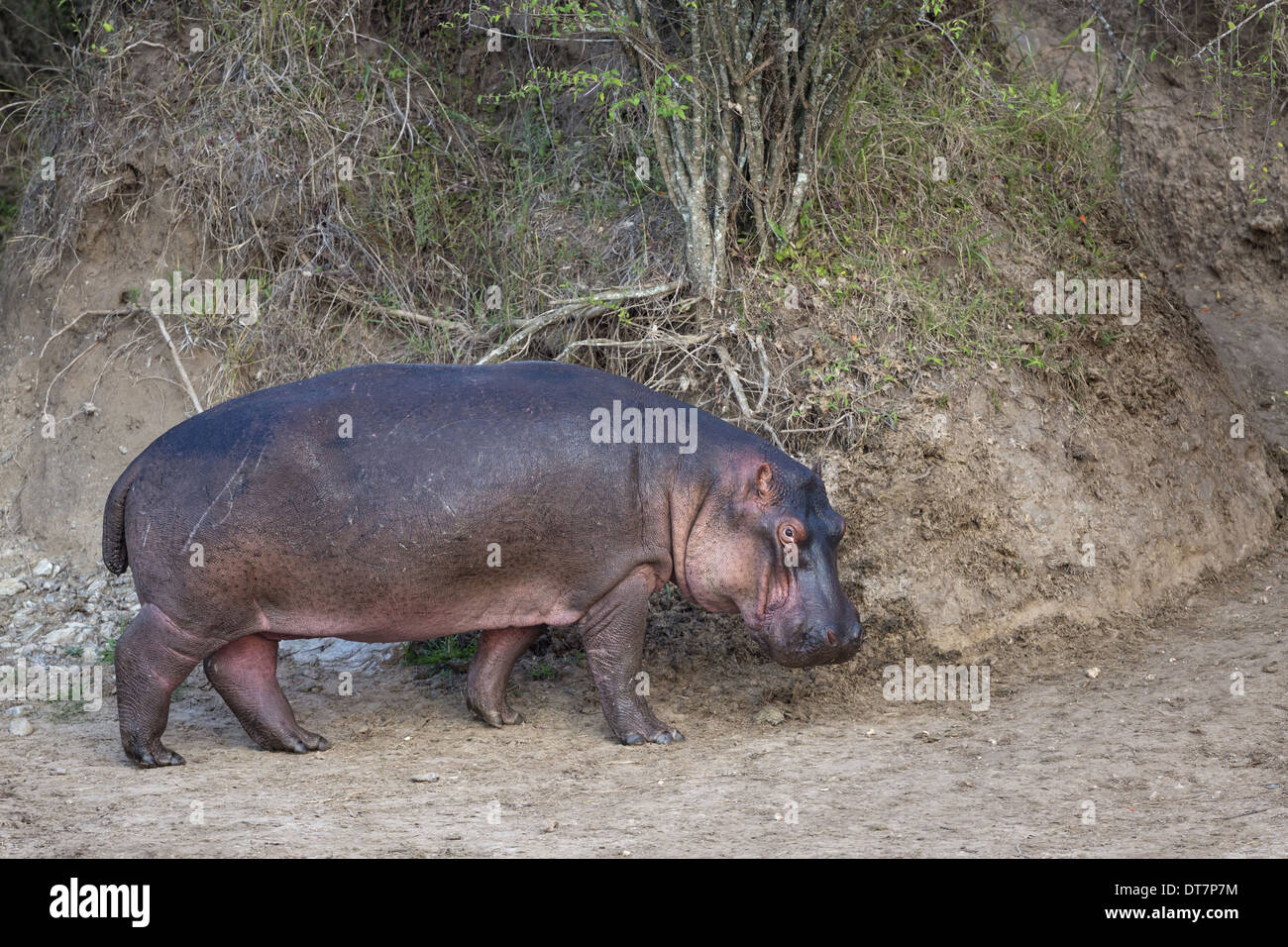 Hippopotamus (Hippopotamus amphibius) adult walking on worn track on ...