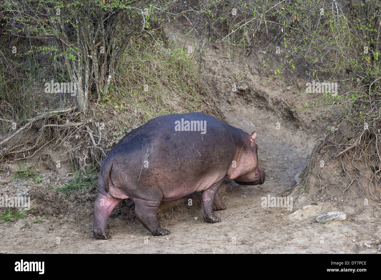 Hippopotamus tracks hi-res stock photography and images - Alamy