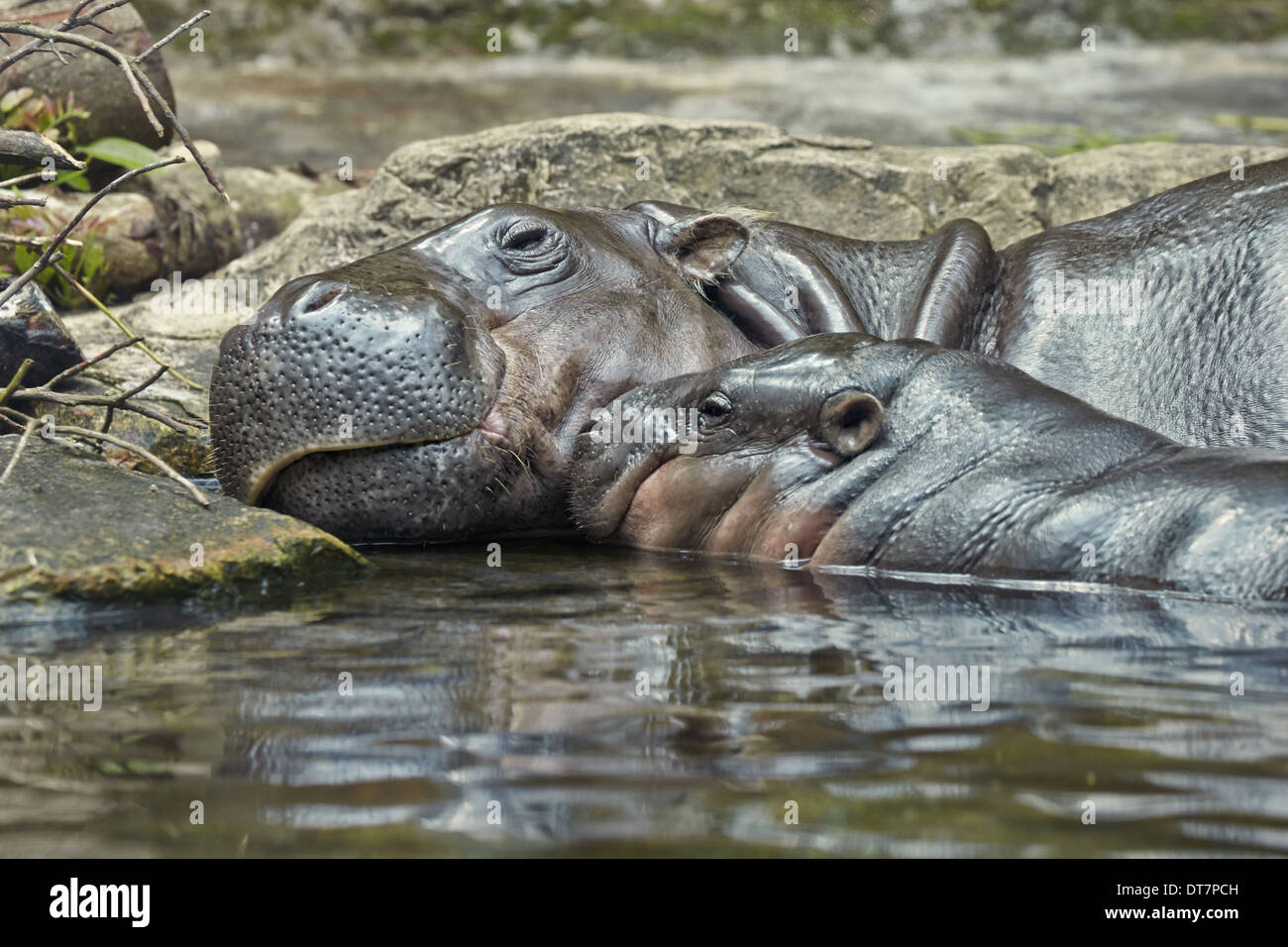 Pygmy Hippopotamus (Choeropsis liberiensis) adult female with baby ...