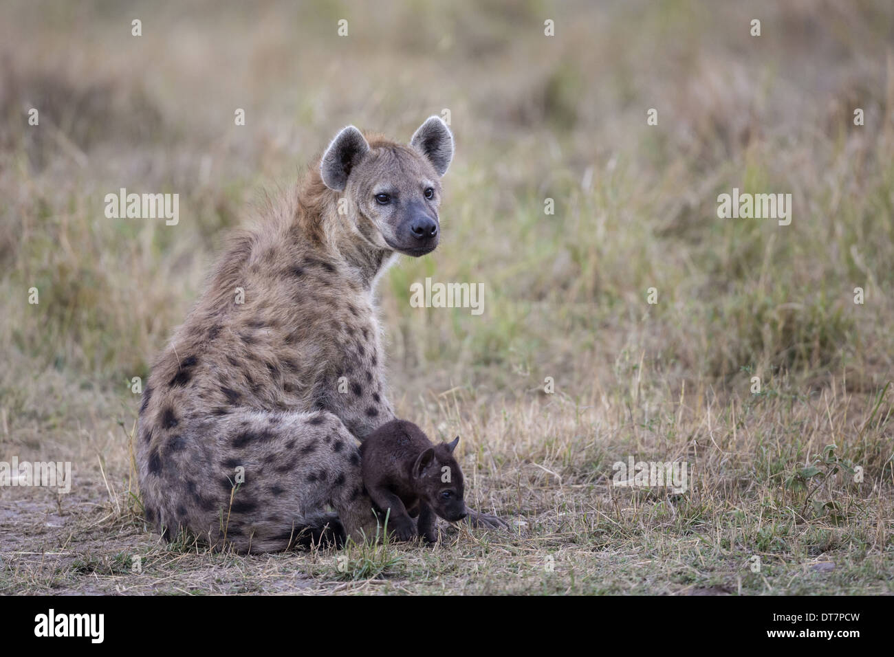 Spotted Hyena (Crocuta crocuta) adult female and young pup, sitting in ...