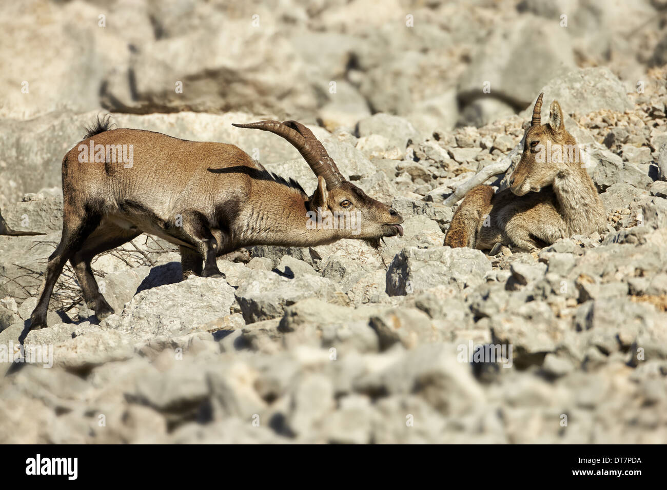 Ibex subspecies hi-res stock photography and images - Alamy
