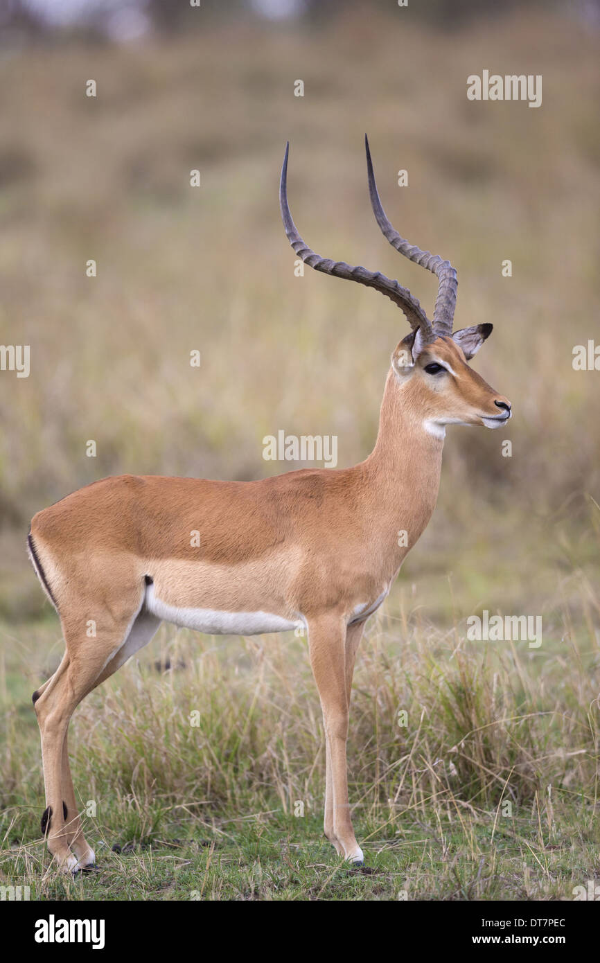 Impala (Aepyceros melampus) adult male, standing in savannah, Masai ...