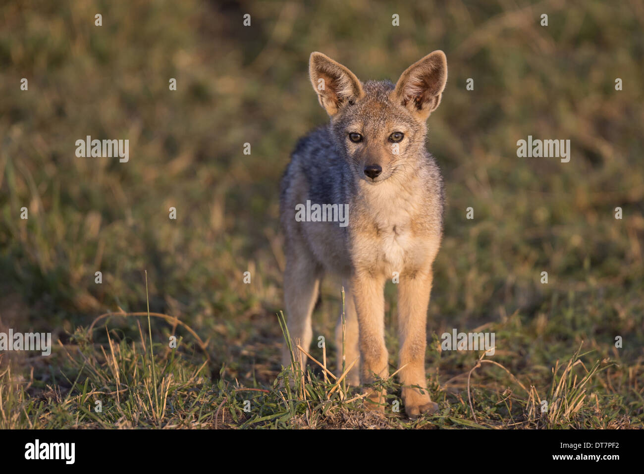 Black-backed Jackal (Canis mesomelas) cub, standing in savannah, Masai ...