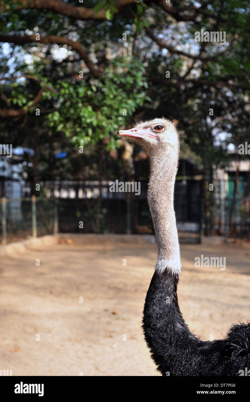 Ostrich head in ground hi-res stock photography and images - Alamy