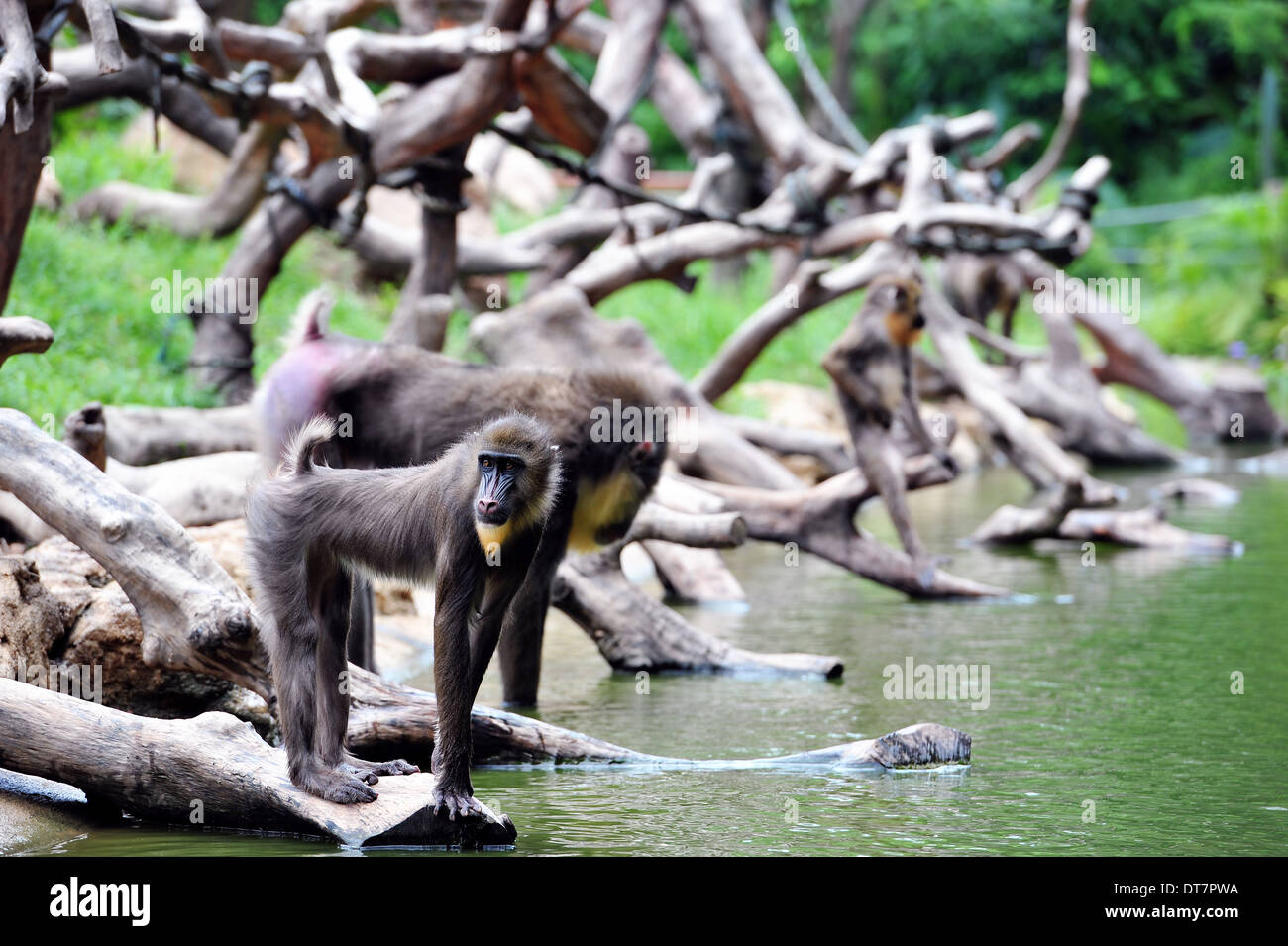African monkey hi-res stock photography and images - Alamy