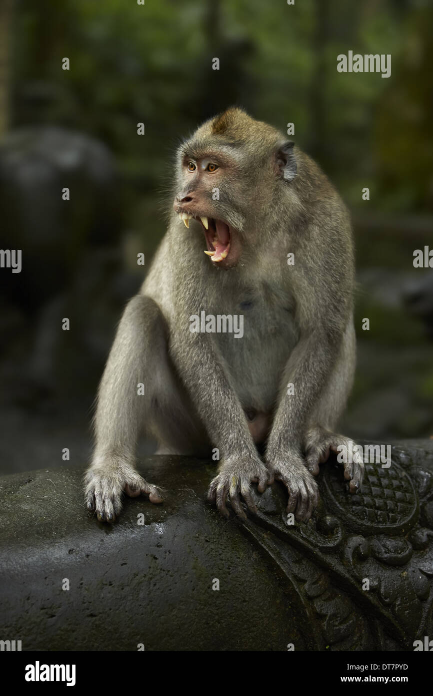 Crab-eating Macaque (Macaca fascicularis) immature male yawning Sacred ...