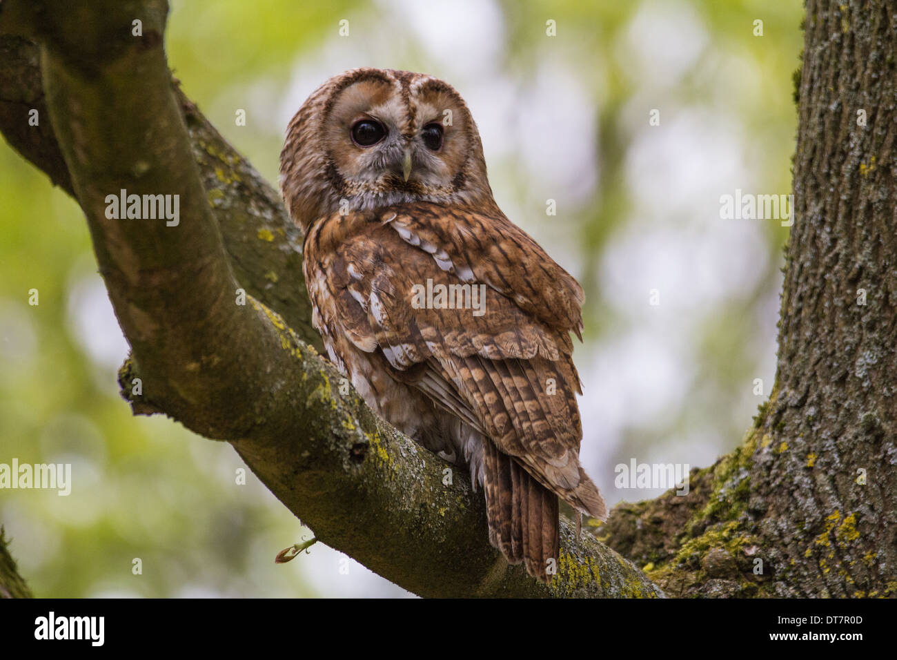 Chilling owl hi-res stock photography and images - Alamy