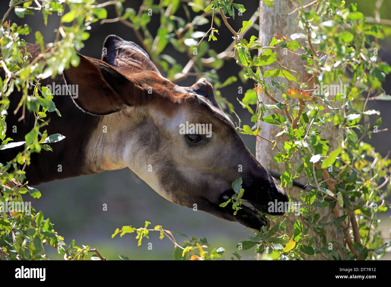 Okapi eating leaves hi-res stock photography and images - Alamy
