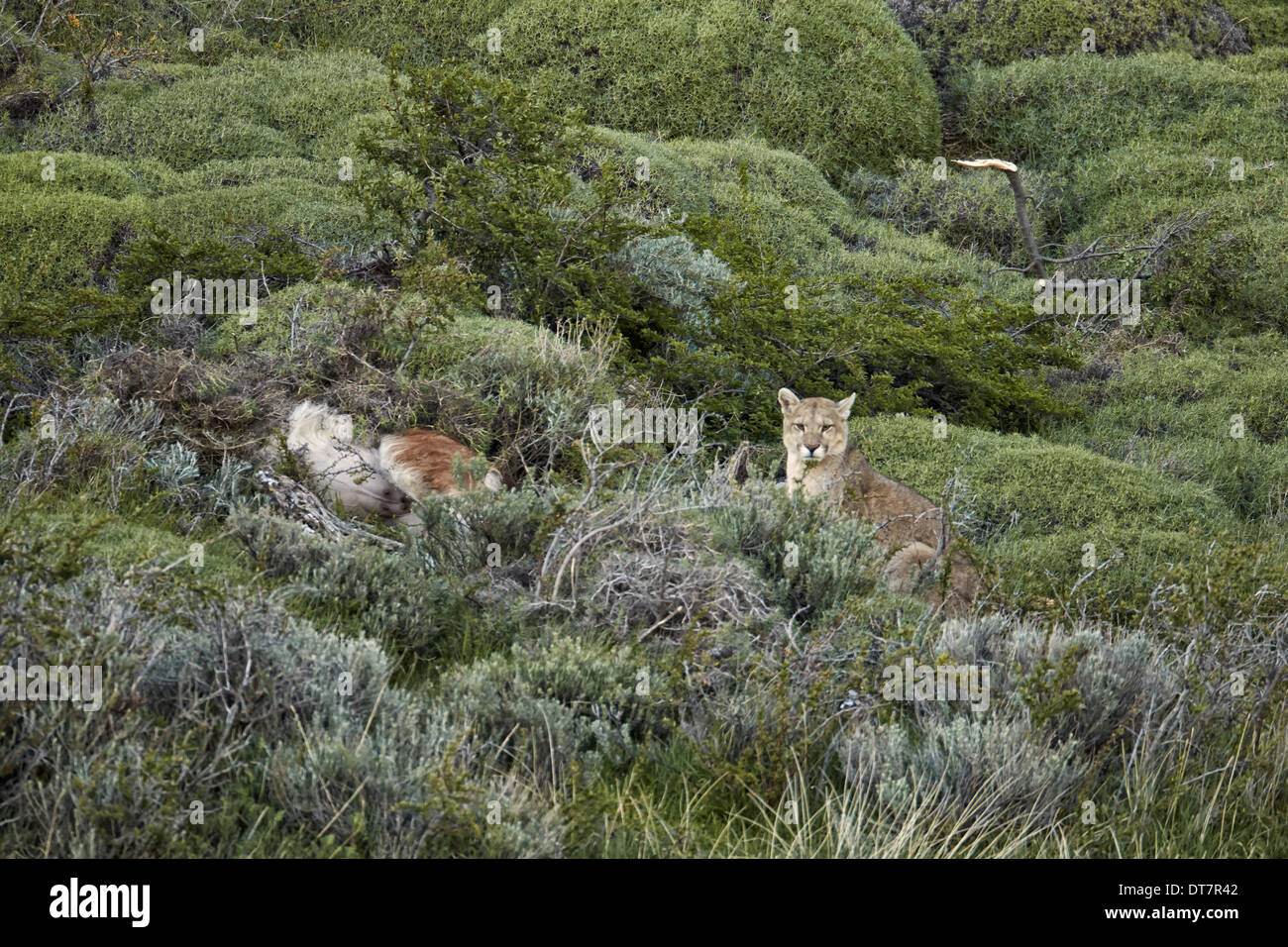 Puma kill guanaco hi-res stock photography and images - Alamy