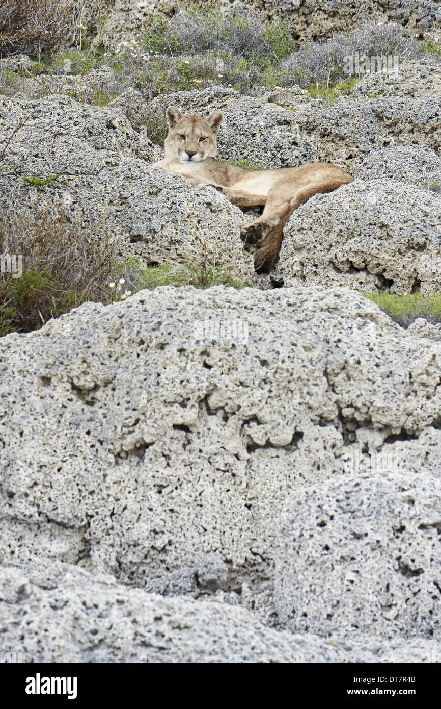 Puma (Puma concolor puma) adult female resting on calcium carbonate ...