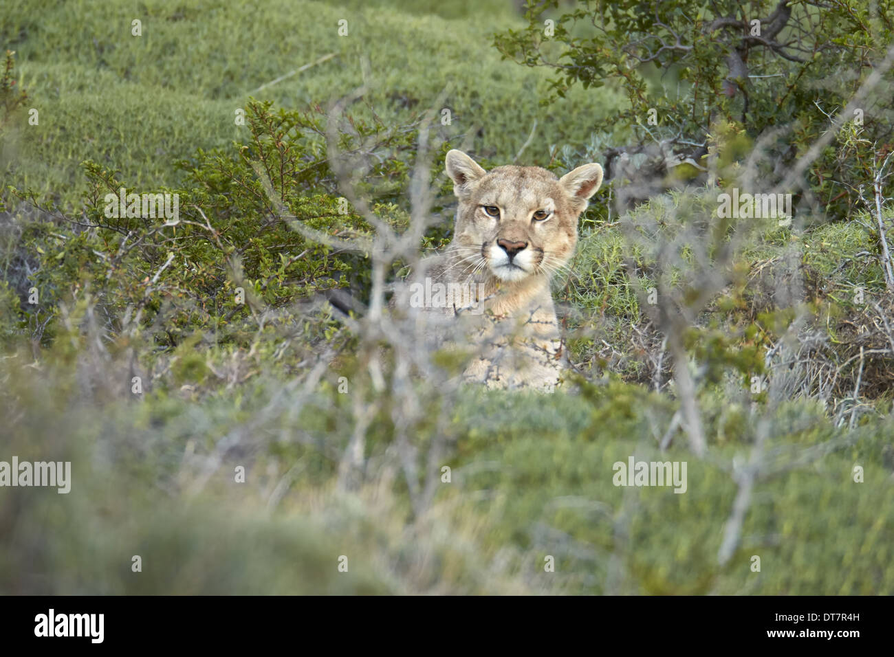 Puma (Puma concolor puma) adult male, resting amongst vegetation ...