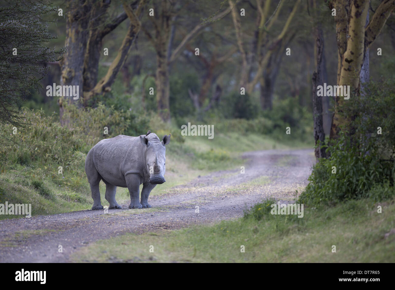 Rhinoceros tracks hi-res stock photography and images - Alamy