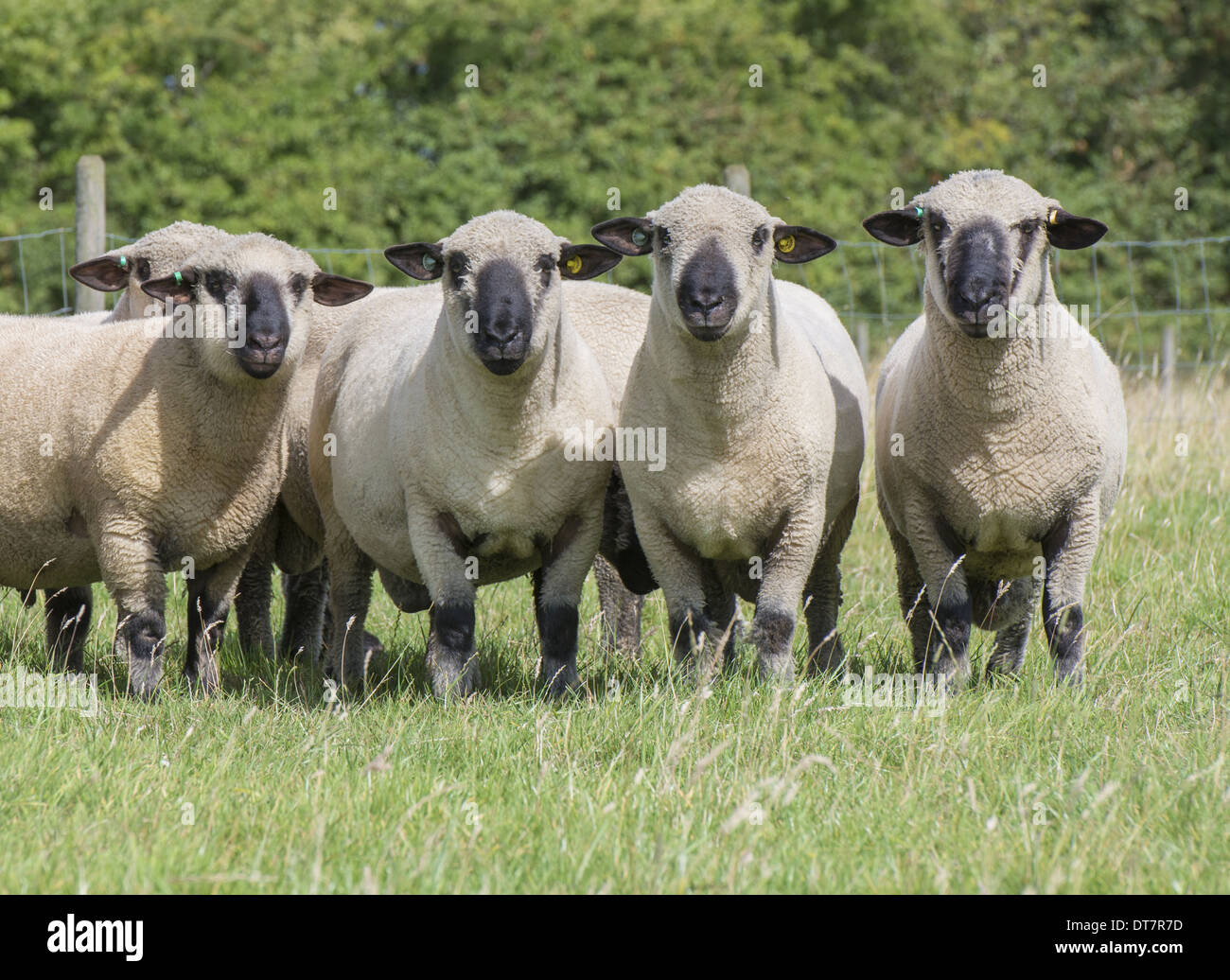 Domestic Sheep, Hampshire Down shearling rams, flock standing in ...
