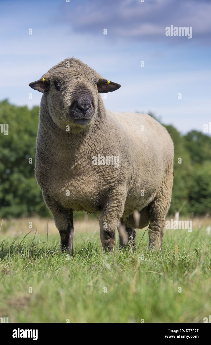 Hampshire down sheep hi-res stock photography and images - Alamy