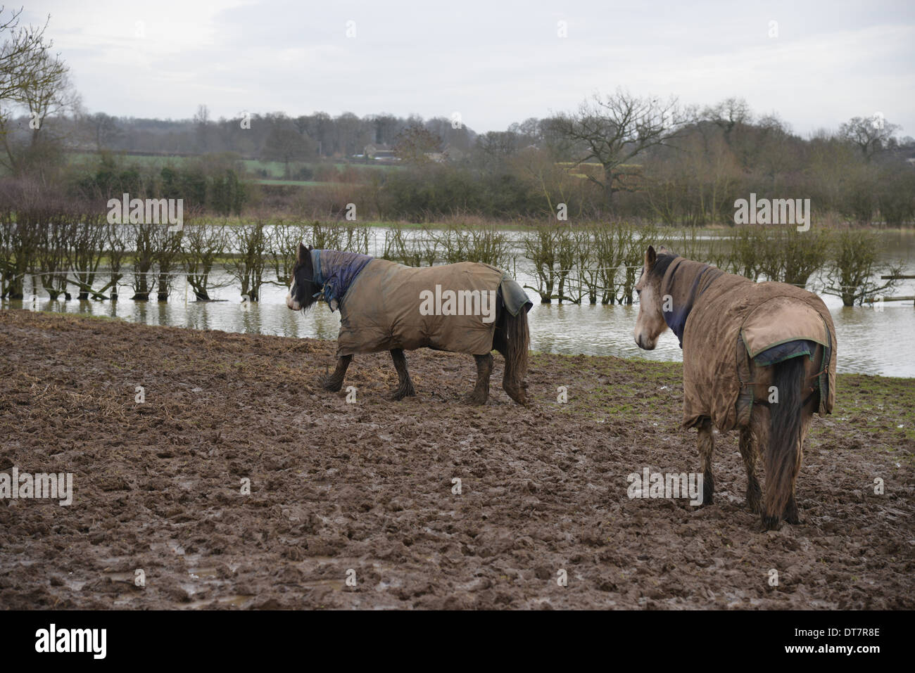 Horses in partially flooded field near the Nothamptonshire village of ...