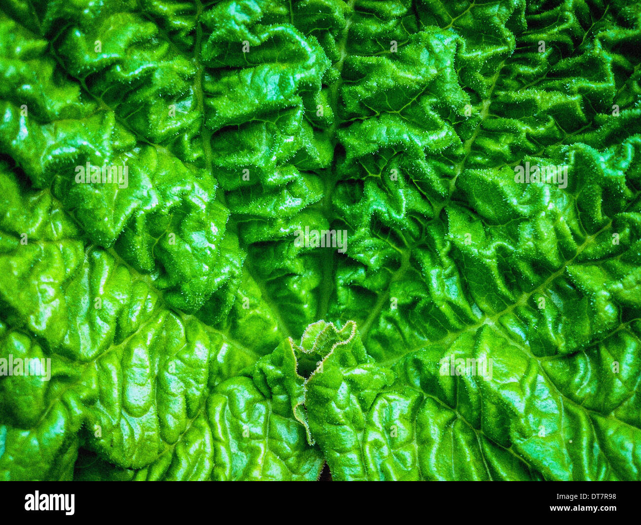 Emerging Rhubarb leaf Stock Photo - Alamy
